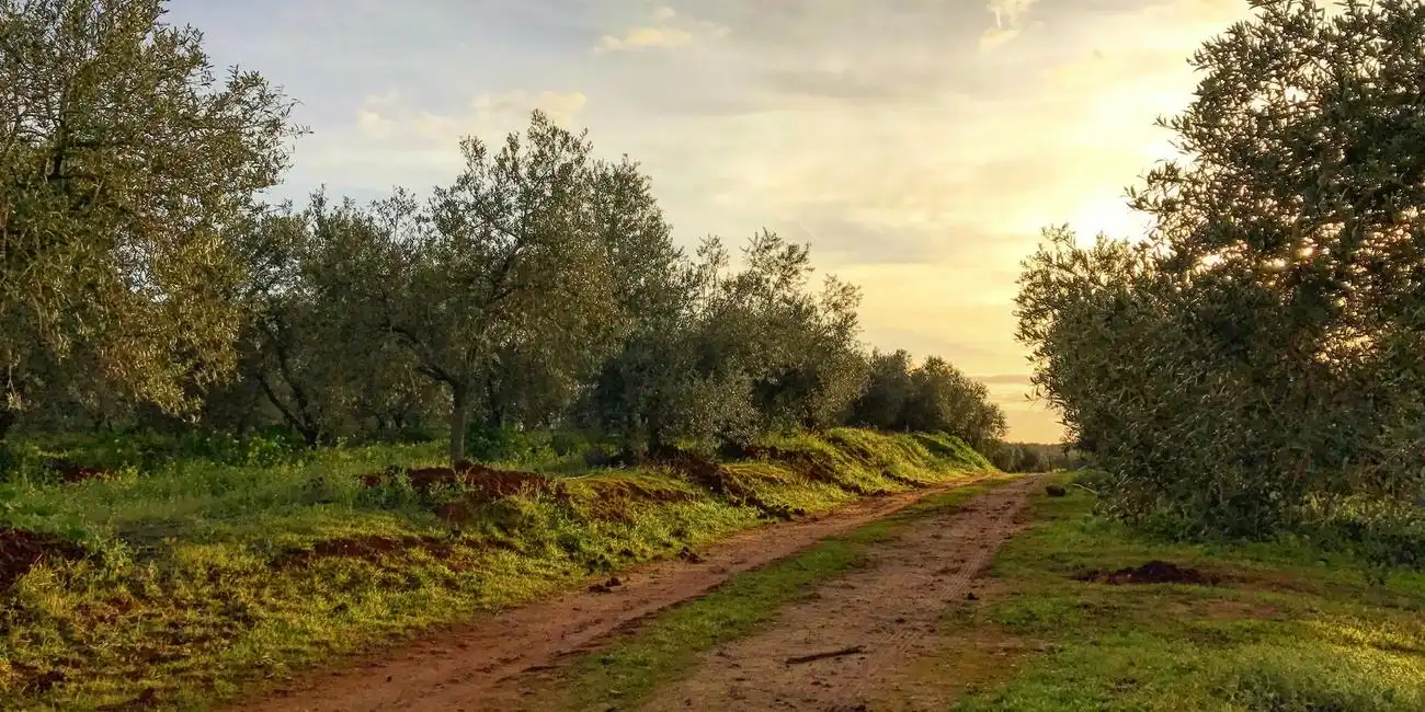 Olive Oil Farm from Seville: Guided Tour - Seville, Spain | Seville Pass